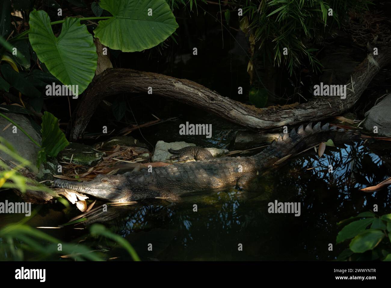 gharial (in latin Gavialis gangeticus), gavial. Crocodilian, family ...