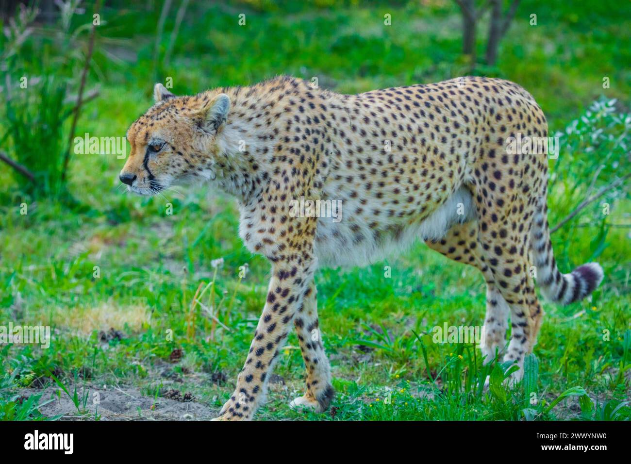 beautiful adult cheetah walks around its territory and marks trees ...
