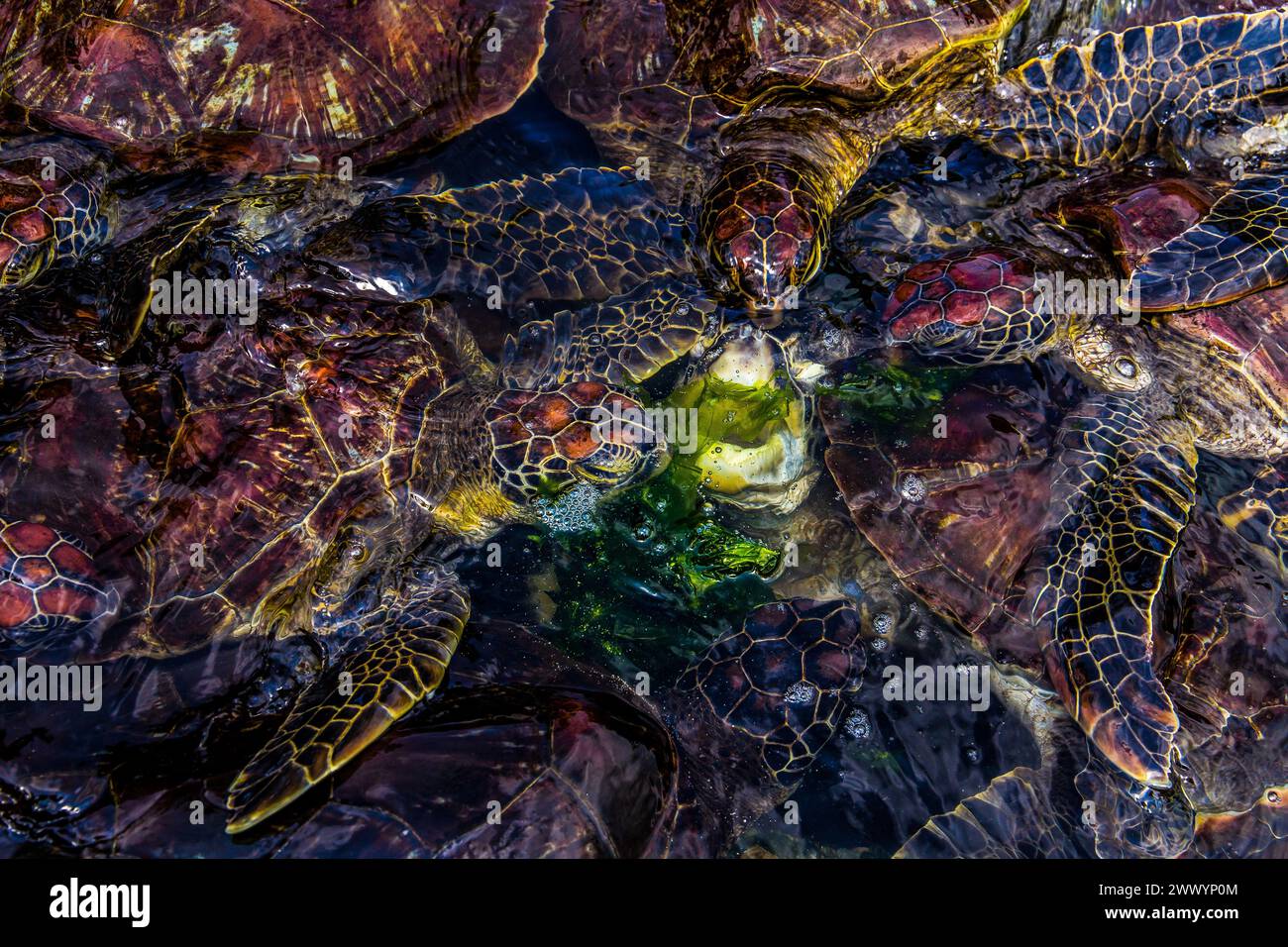 young sea turtles living on a farm in Africa protected while feeding on ...