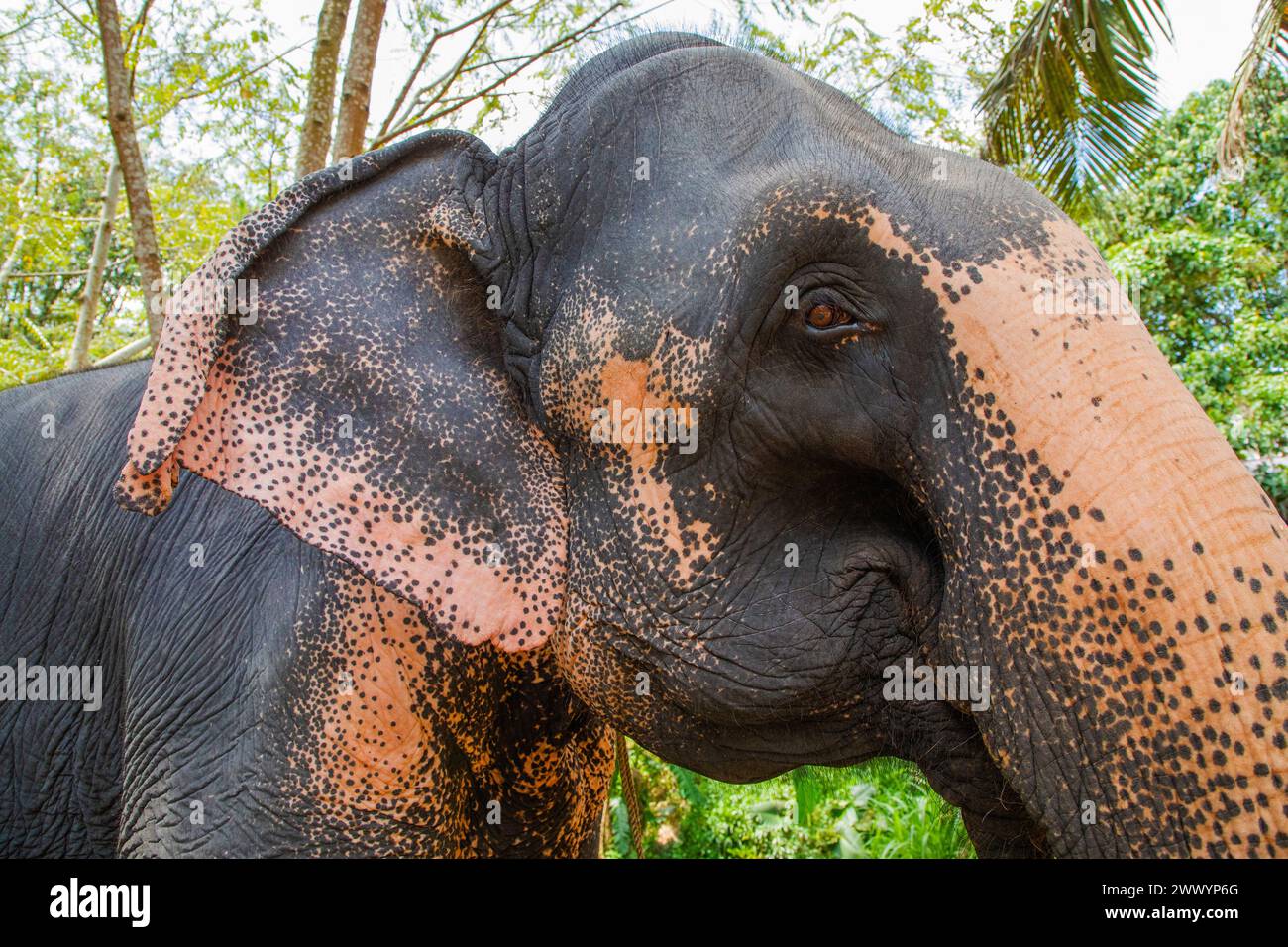 Asian Elephant skin texture abstract background Close up reveals animal ...