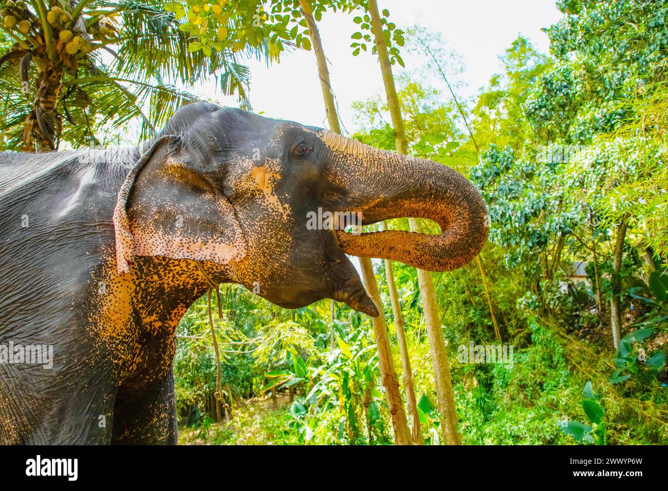 large Asian elephant with specific skin color, small gray dots on pink ...