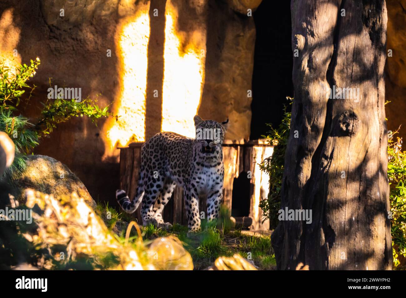 Persian leopard (Panthera pardus saxicolor) in European zoo in good ...