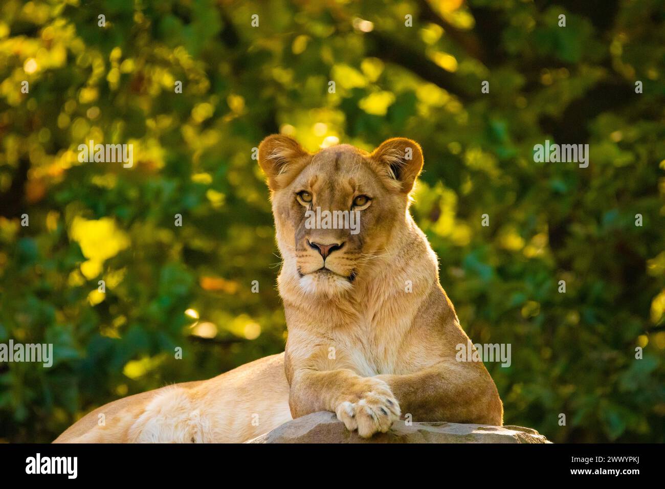lioness in bright golden rays setting sun. Close-up. Love and ...