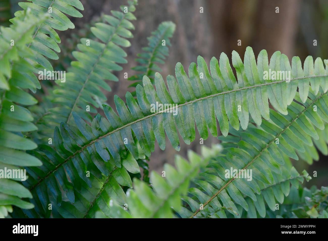 Nephrolepis cordifolia, ornamental plants Stock Photo - Alamy