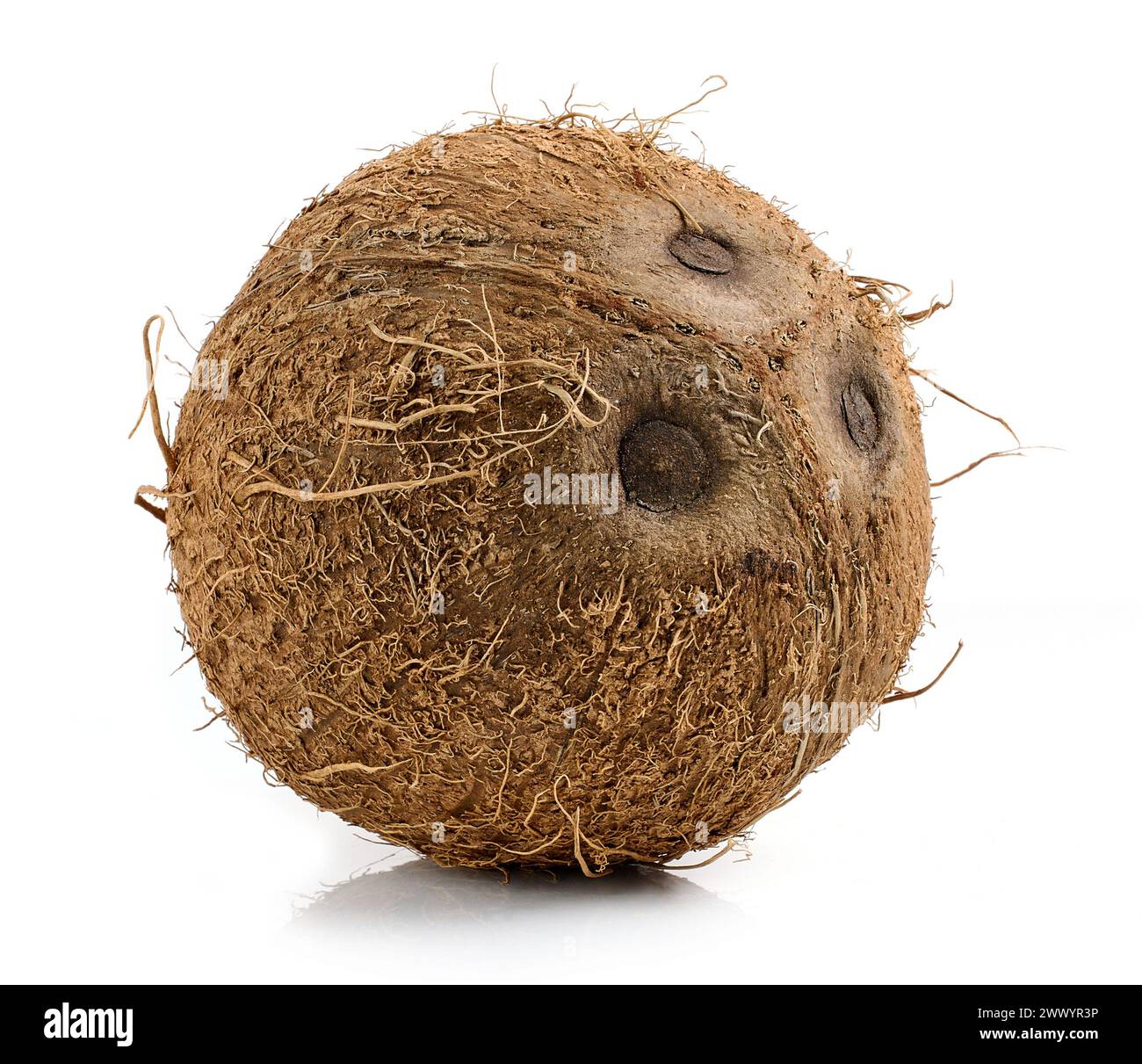 fresh ripe whole coconut fruit isolated on white background Stock Photo ...