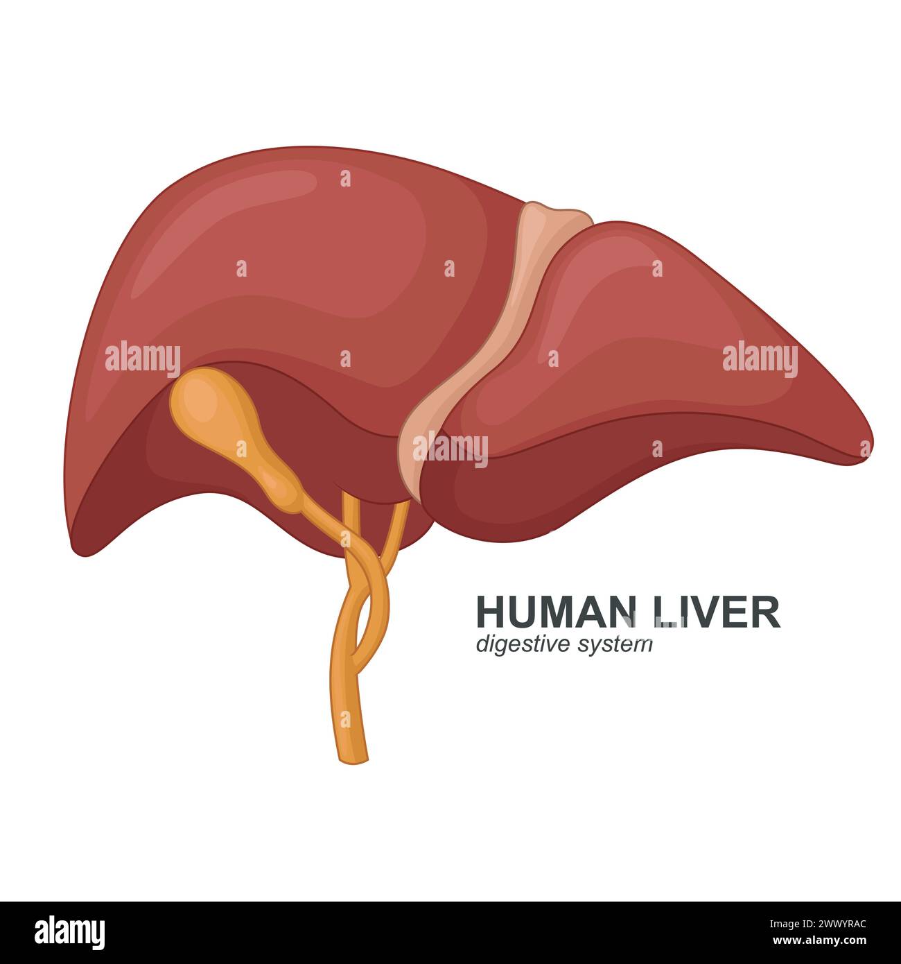 Human Liver Cartoon, Vector Illustration Stock Vector Image & Art - Alamy