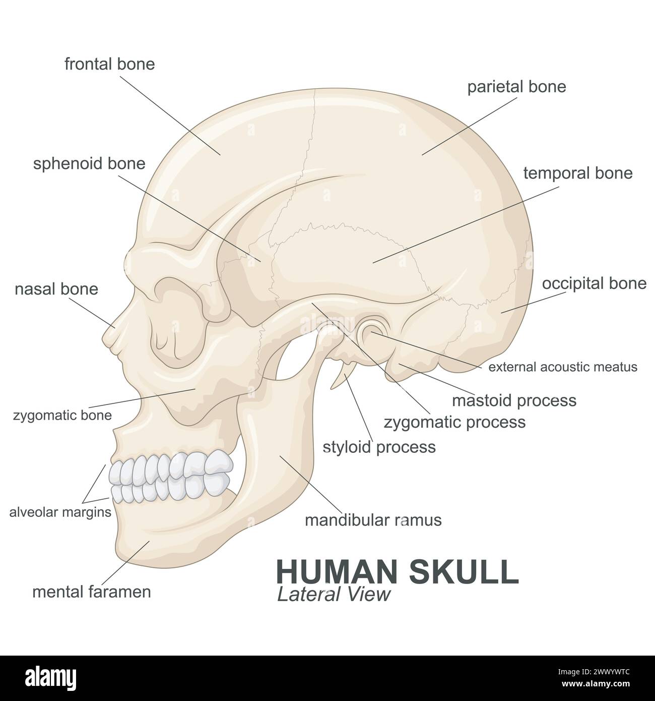 Human Skull Lateral View With Explanation, Vector Illustration Stock ...