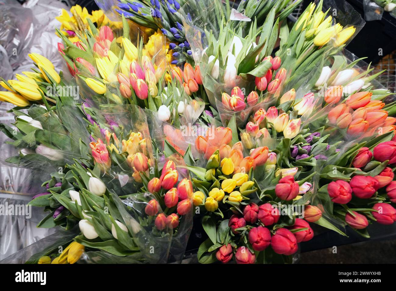 St. Louis, United States. 30th Mar, 2024. Colorful tulips sit a cooler ...