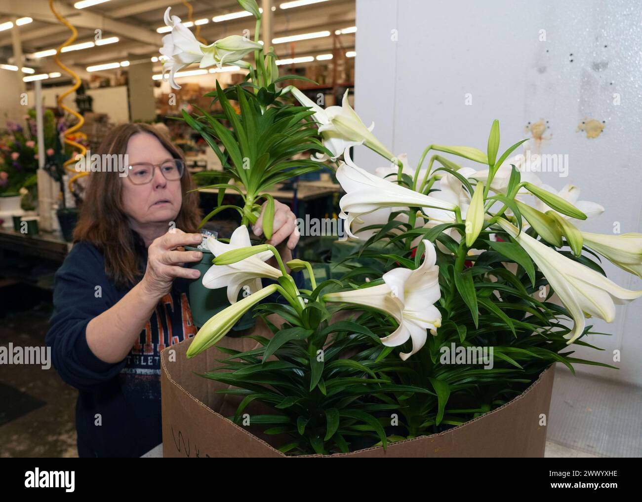 Floral arranger Terry Luecking checks the size of Easter Lillys as she ...