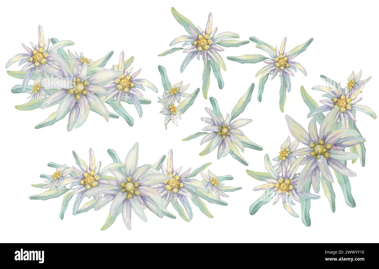 Edelweiss clipart set. Watercolor illustration of flowers and leaves ...