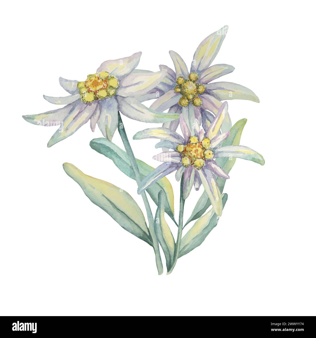 Edelweiss bouquet clipart. Watercolor illustration with white flowers ...