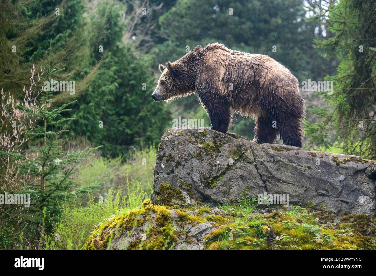 Seattle, Washington, USA. 25th Mar, 2024. Fern and Juniper become more ...