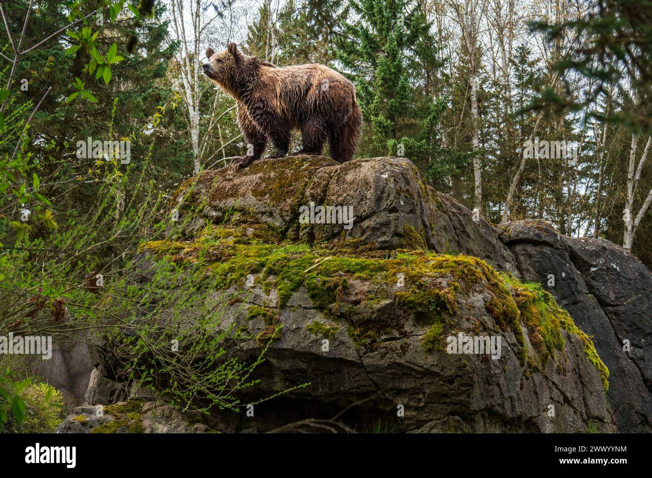 Seattle, Washington, USA. 25th Mar, 2024. Fern and Juniper become more ...