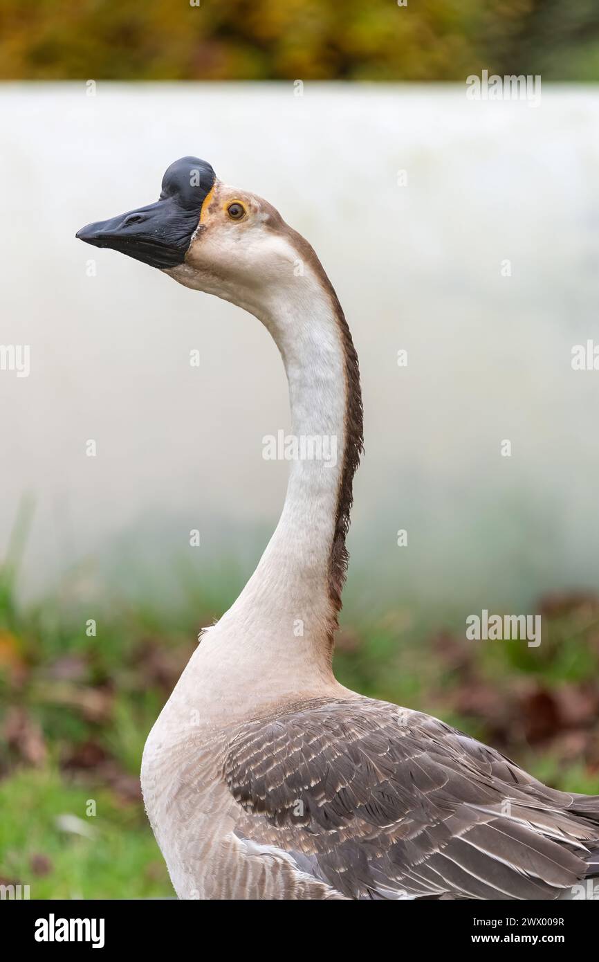 Chinese goose cygnoides domesticus hi-res stock photography and images ...