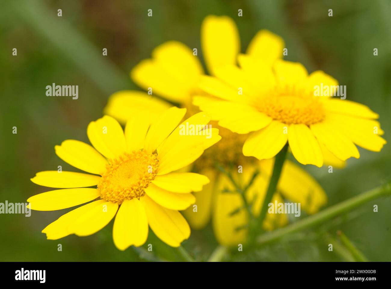 beautiful Glebionis segetum corn marigold corn daisy flower blooms 1 ...