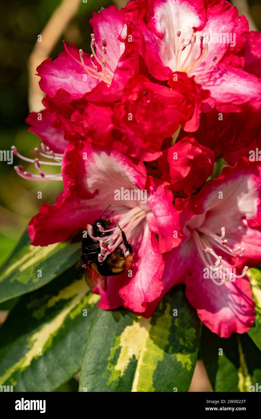 Natural close up flowering plant portrait ofRhododendron 'President ...