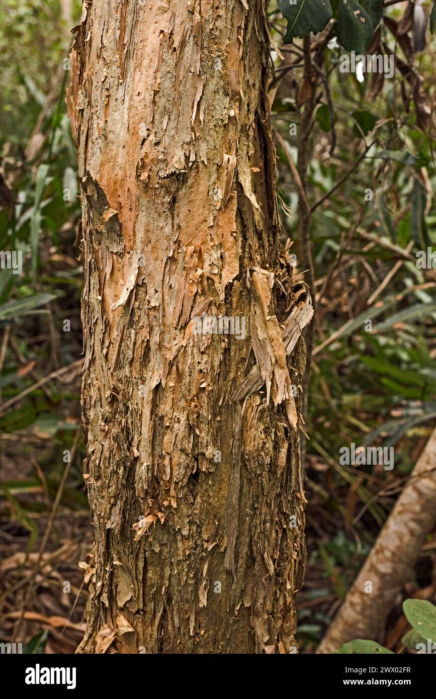 Trunk of Broad-leaved paperbark tree, Melaleuca quinquenervia ...