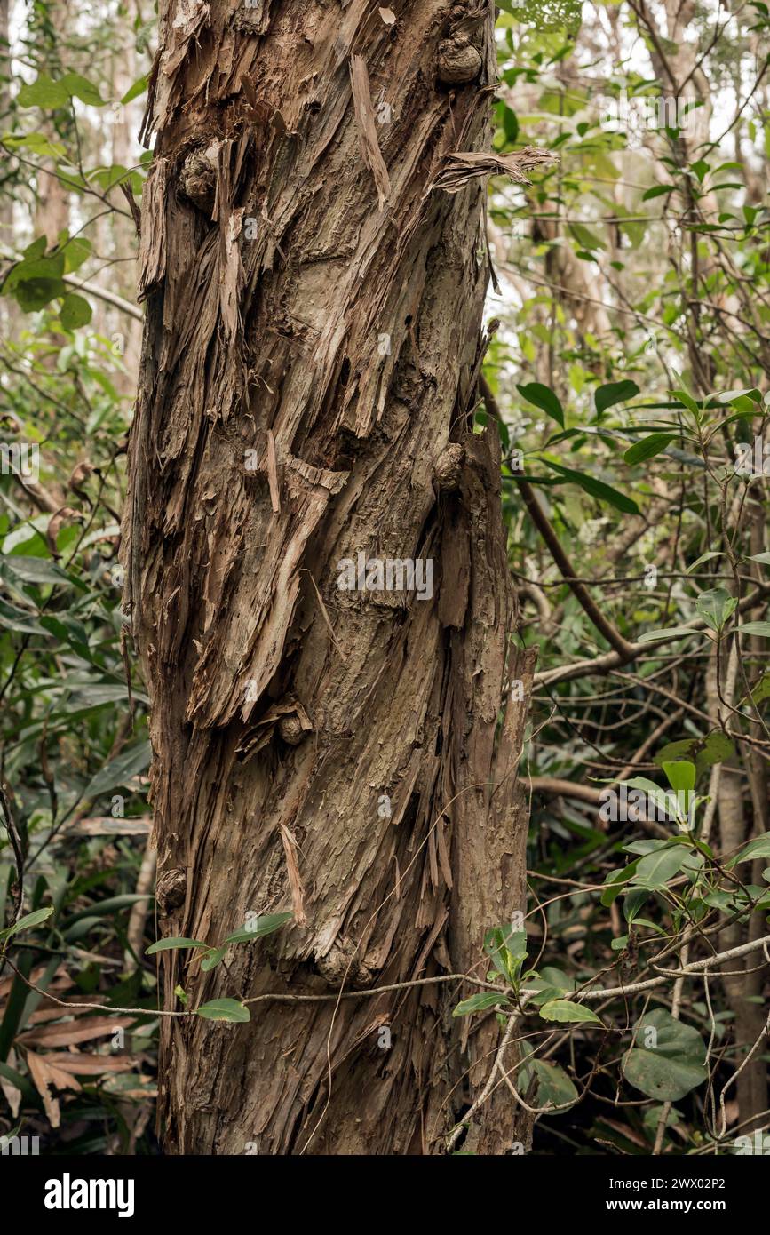 Trunk of Broad-leaved paperbark tree, Melaleuca quinquenervia ...