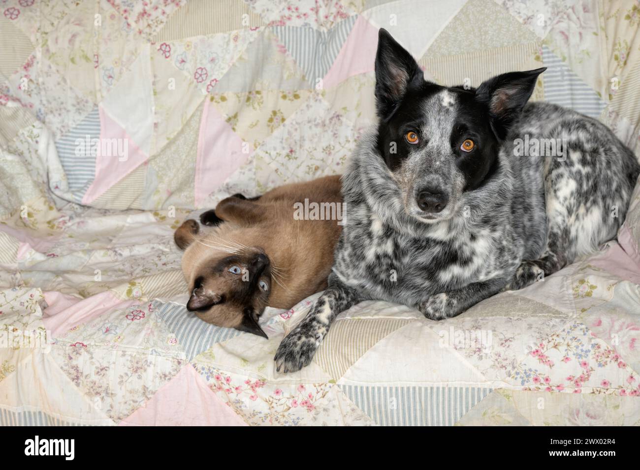 Black and white spotted dog and a Siamese cat comfortably resting next ...