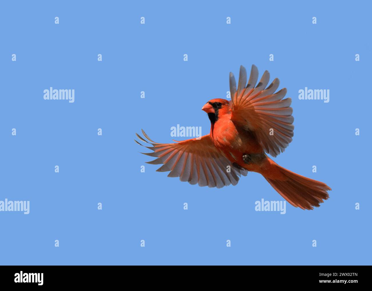 Bright red male Northern Cardinal in flight against clear blue sky ...