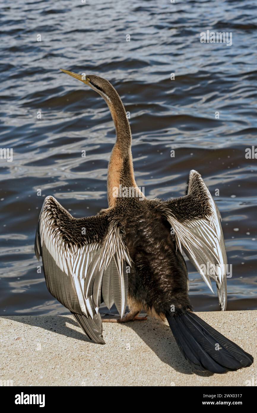Cormorant drying out on Swan River foreshore, Perth, Australia Stock ...