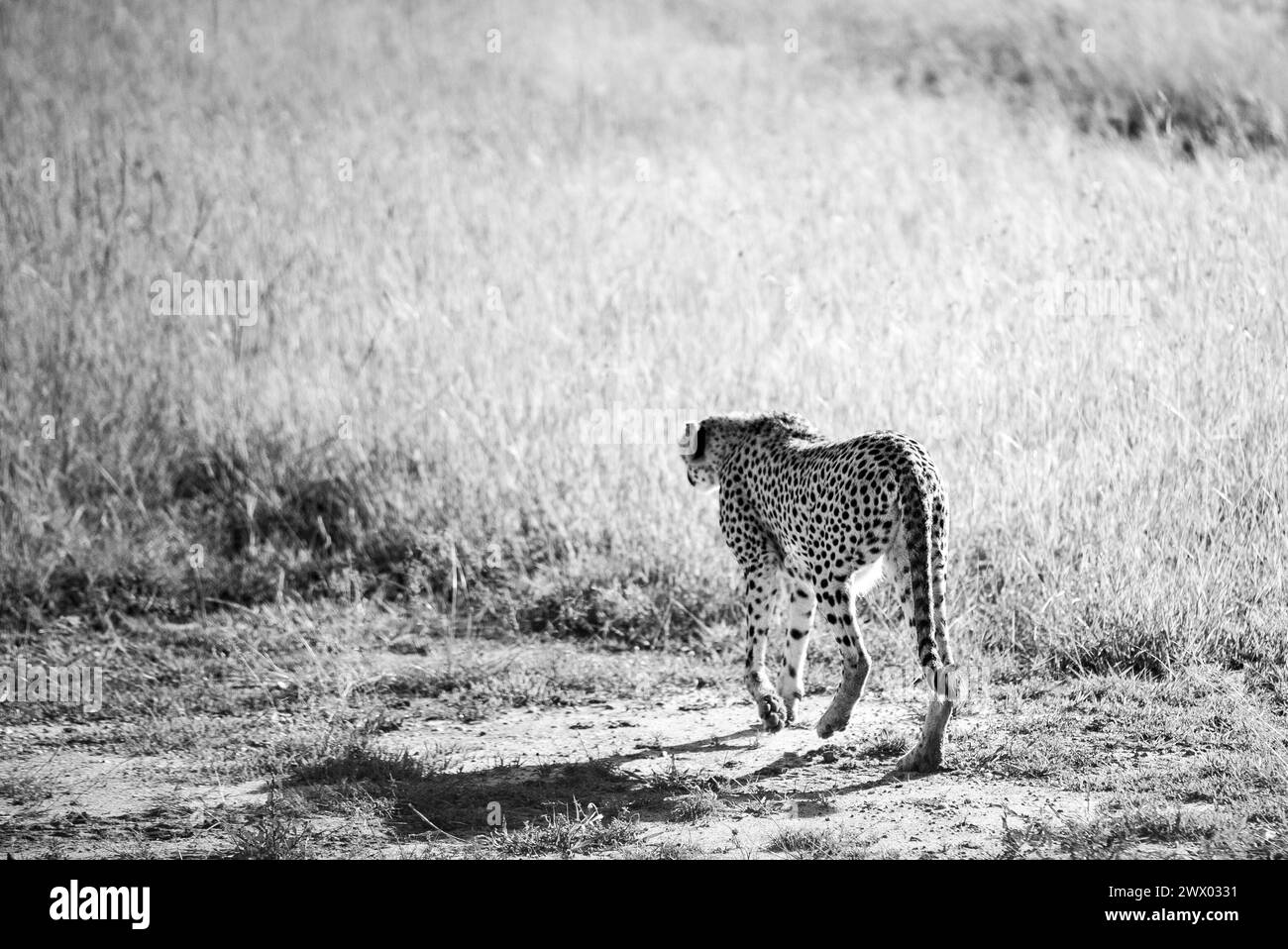 Cheetah hunting prey in the masai mara national reserve savannah in ...