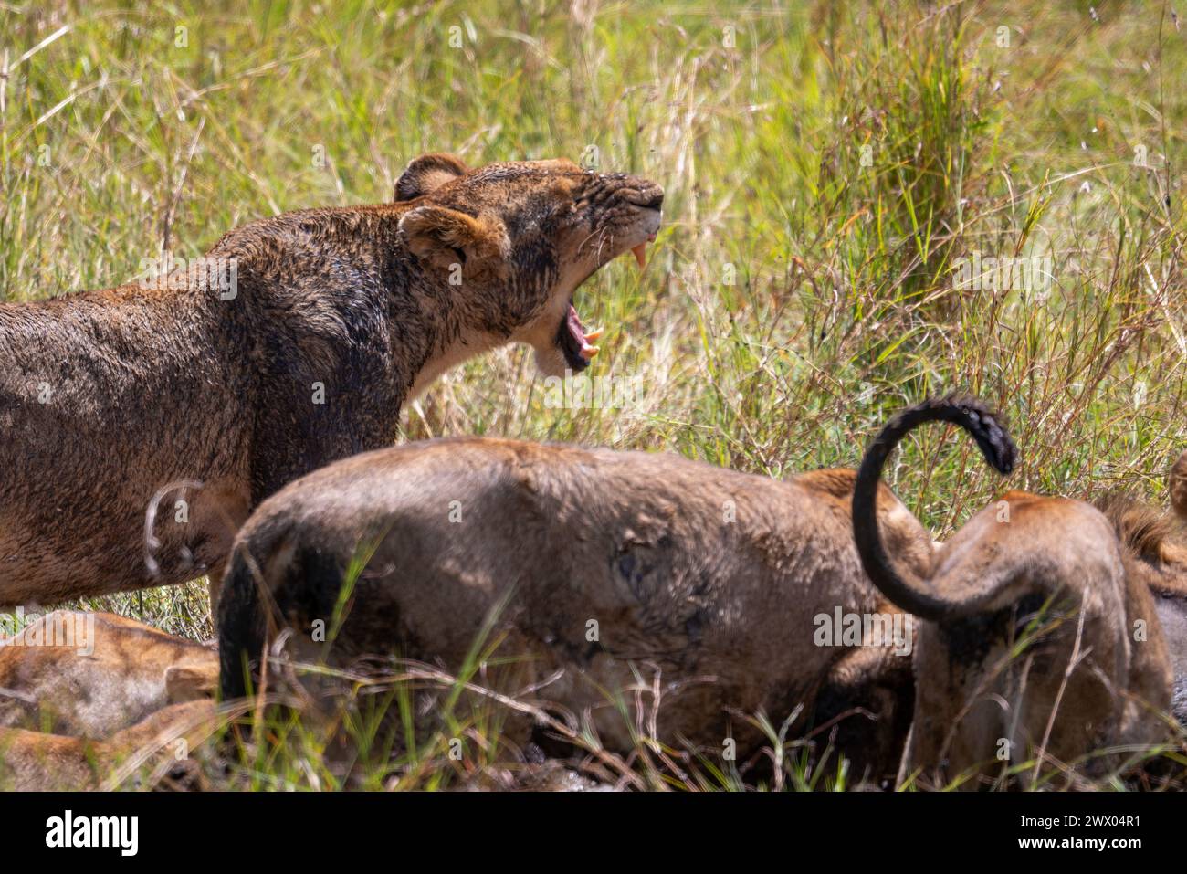Lions eating a buffalo after the hunt with blood on the face Stock ...