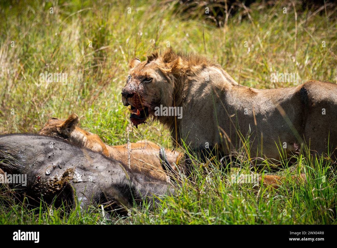Lions eating a buffalo after the hunt with blood on the face Stock ...