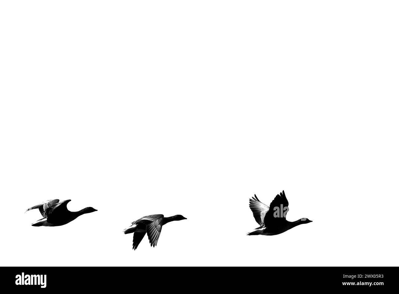 Three geese bird silhouettes flying against white background Stock ...