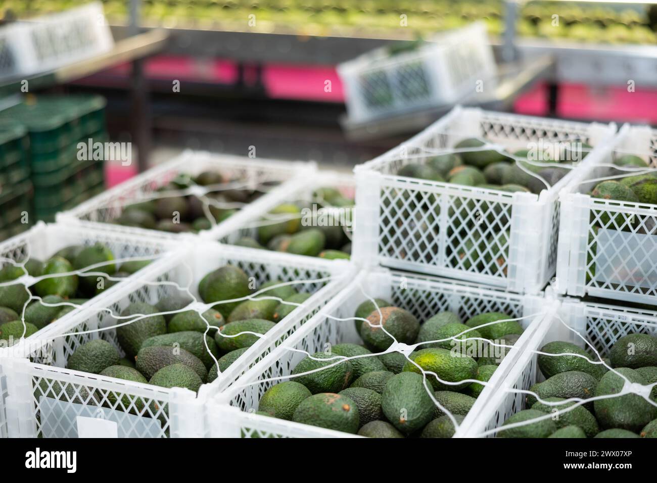 Stacks of boxes with selected ripe Hass avocados in fruit warehouse ...