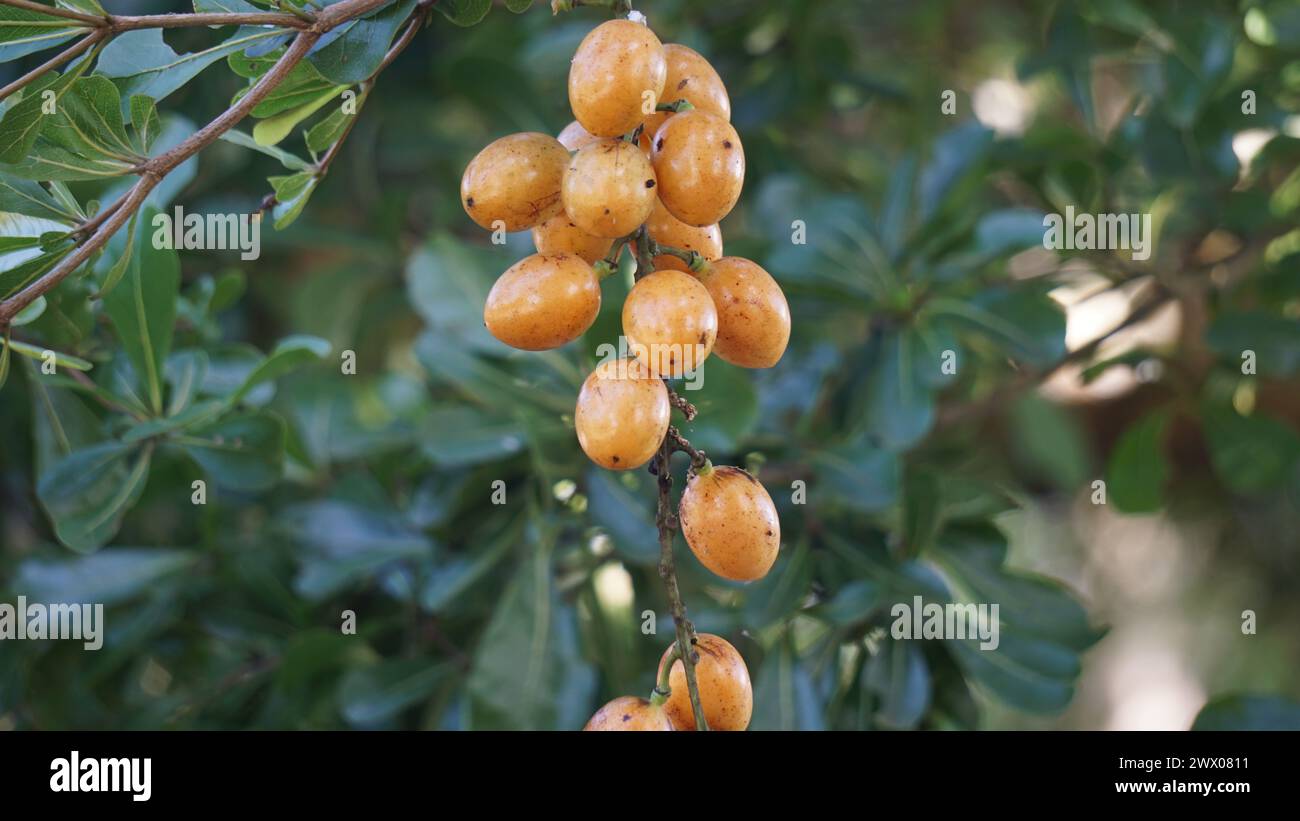 Akar kuning hi-res stock photography and images - Alamy