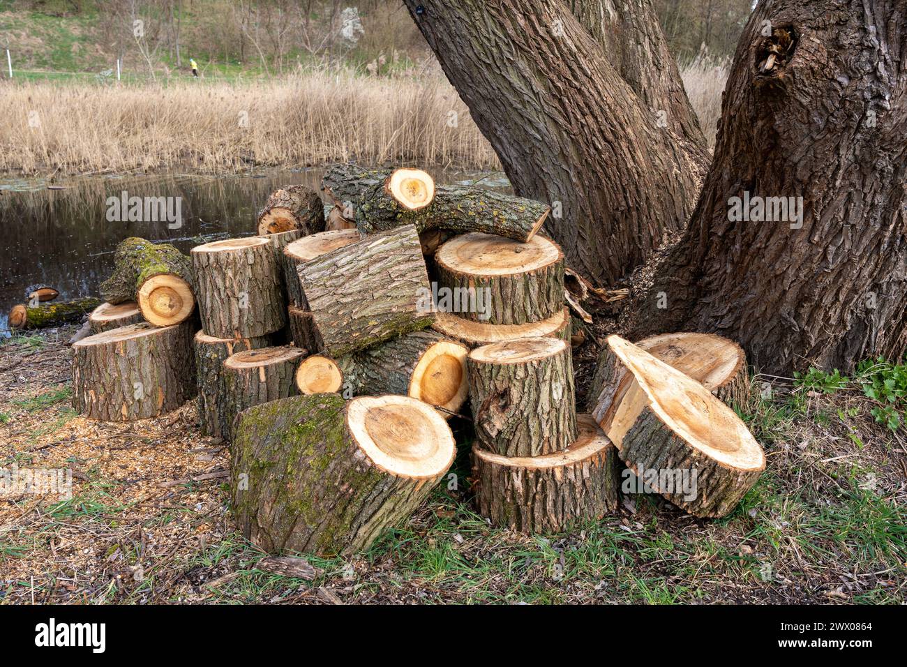 A felled tree in a swampy area. A felled tree close-up Stock Photo - Alamy