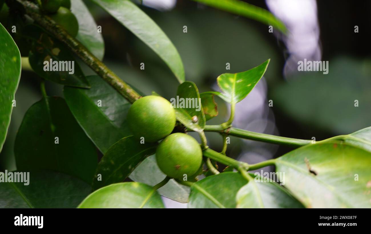 Ma phut hi-res stock photography and images - Alamy