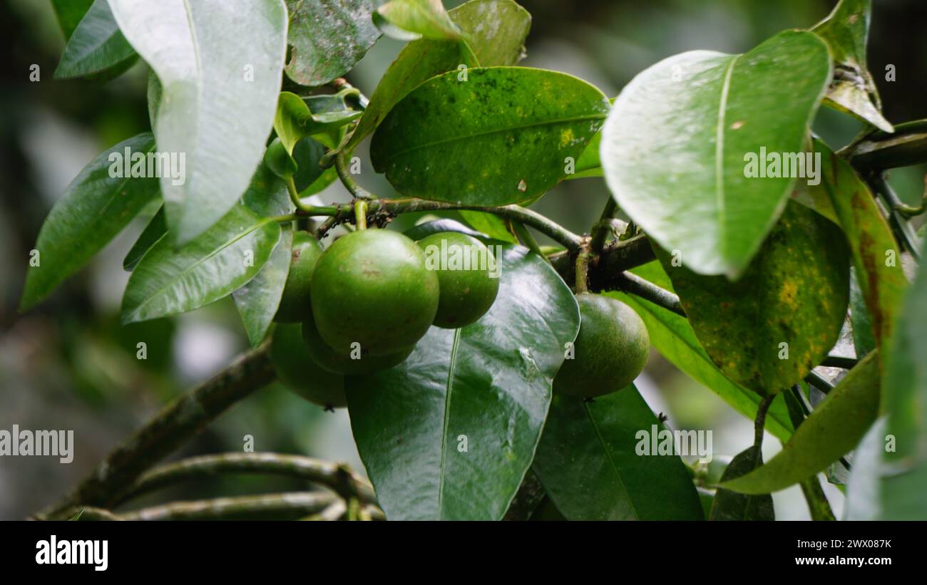 Mundu rata (Garcinia dulcis, baniti, taklang-anak, maphuut, ma phut ...