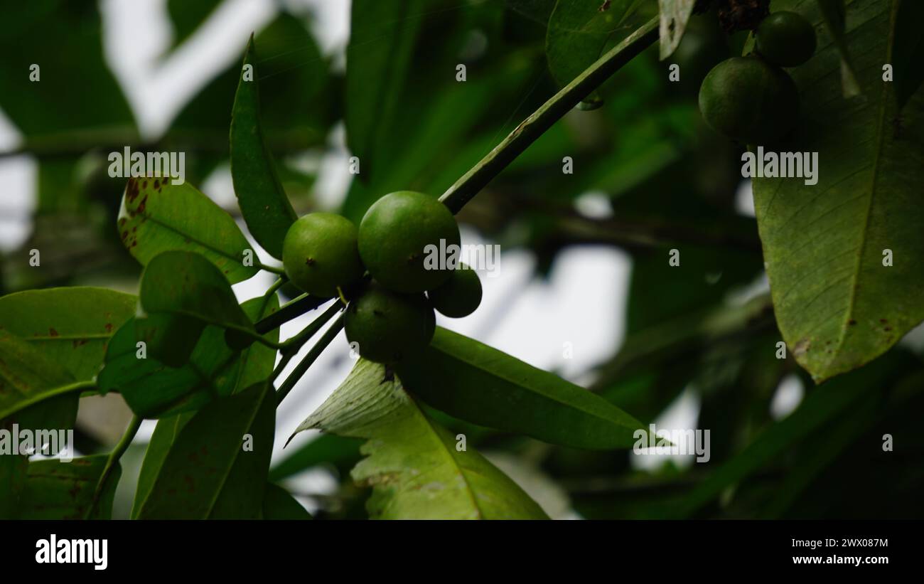 Mundu rata (Garcinia dulcis, baniti, taklang-anak, maphuut, ma phut ...