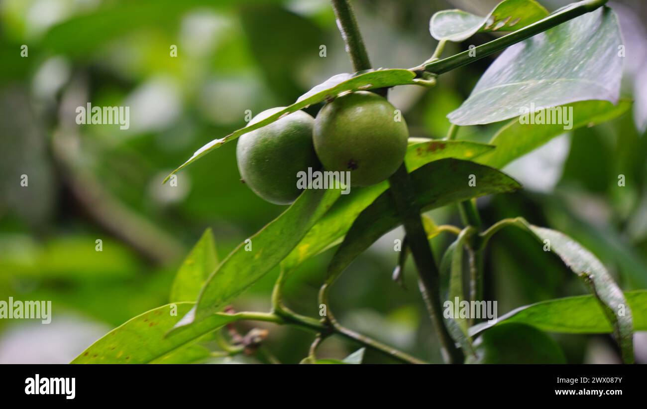 Orange coloured fruits hi-res stock photography and images - Alamy