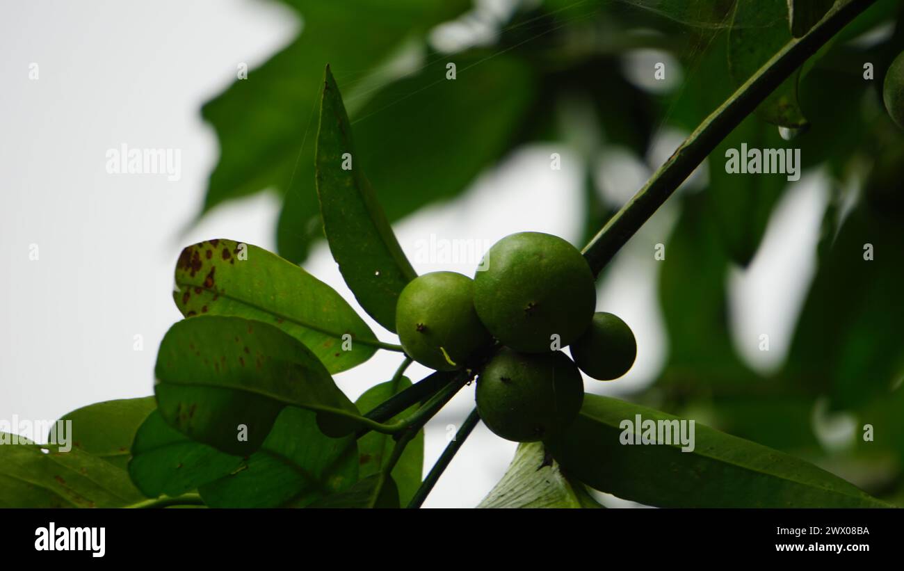 Mundu rata hi-res stock photography and images - Alamy