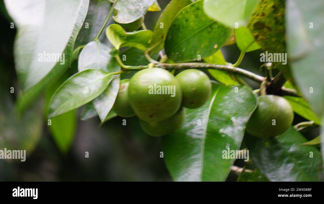 Mundu rata hi-res stock photography and images - Alamy