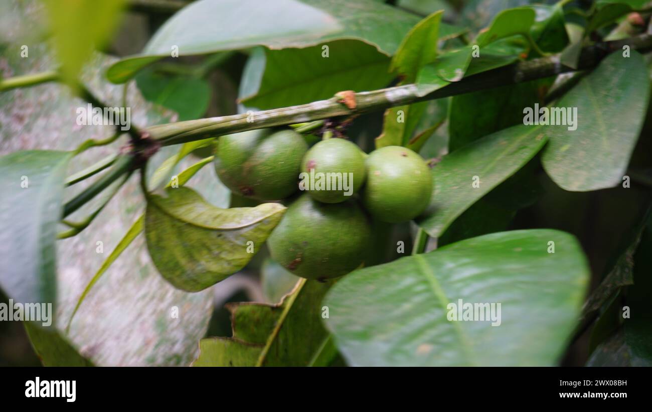 Mundu rata (Garcinia dulcis, baniti, taklang-anak, maphuut, ma phut ...