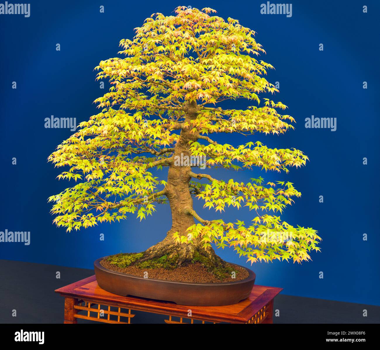 Expertly nurtured mature acer palmatum, Japanese Maple bonsai tree on ...