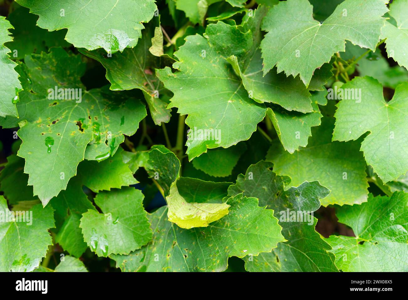 Closeup beautiful green grapevine leaf hi-res stock photography and ...