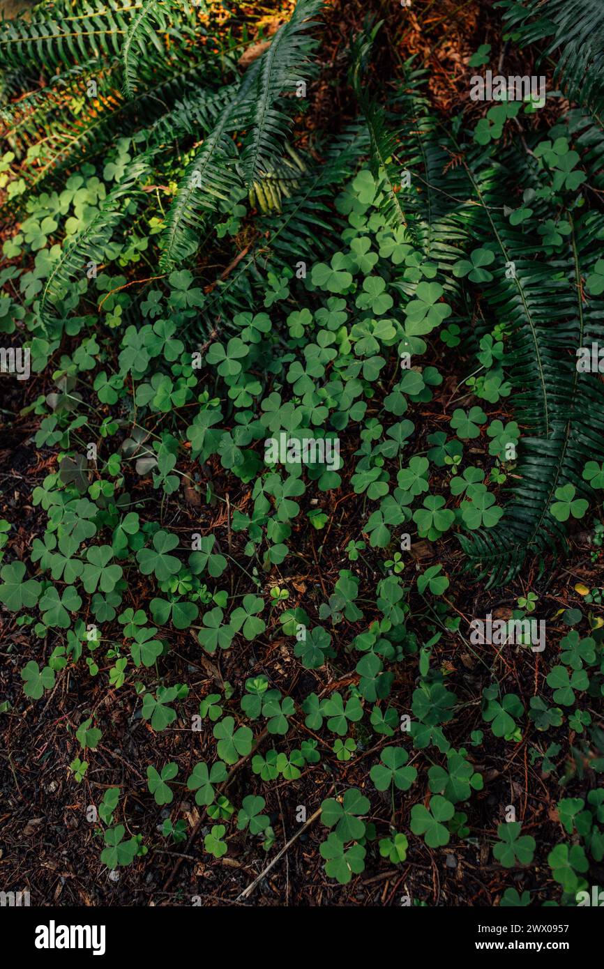 fern and clover ground cover Stock Photo - Alamy