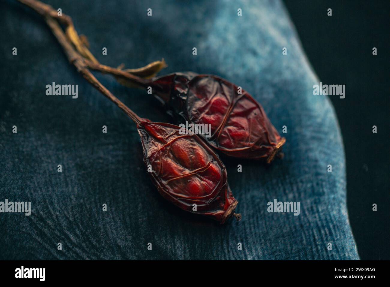 Conceptual cover - Visions of Extinction. View of decaying seedpods on ...