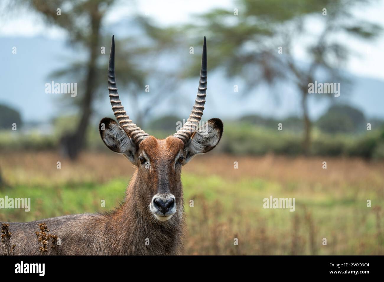 Impala in kenya masai mara Stock Photo - Alamy