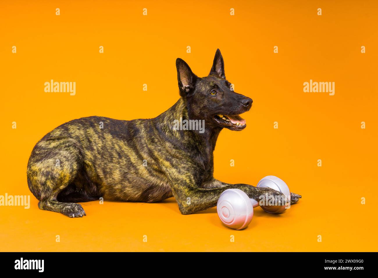 Dutch shepherd dog dumbbell isolated on yellow red background Stock ...