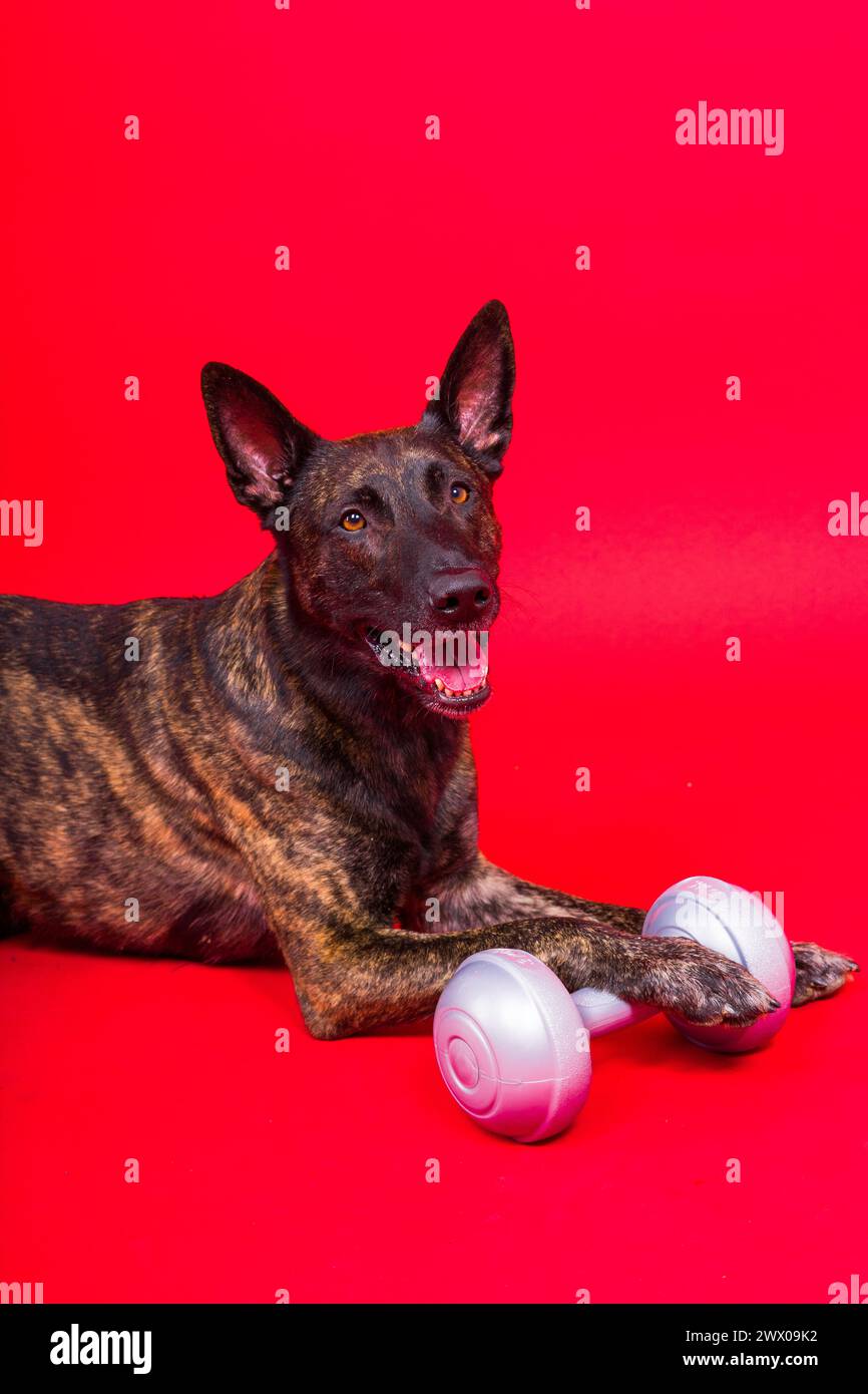 Dutch shepherd dog dumbbell isolated on yellow red background Stock ...