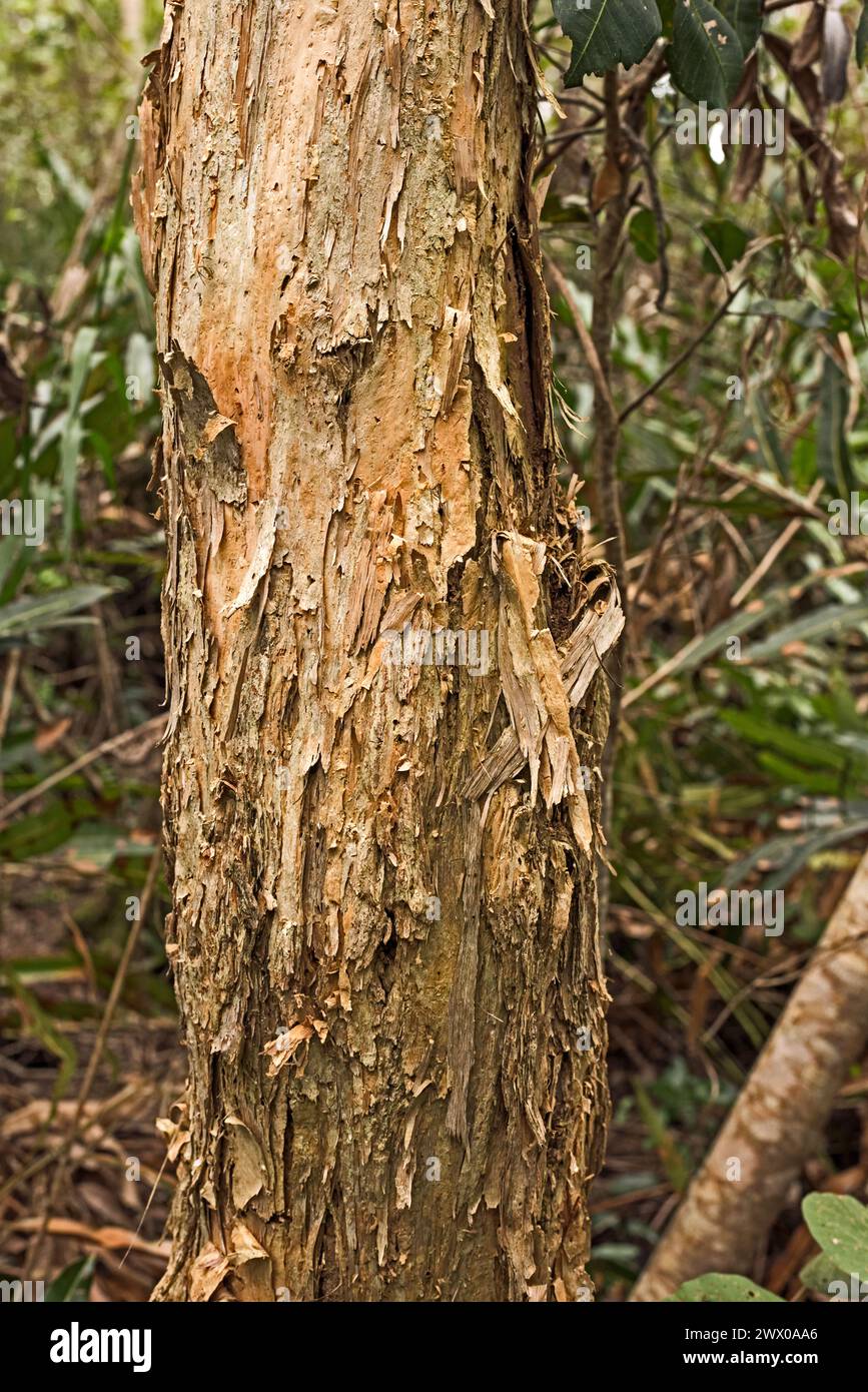 Trunk of Broad-leaved paperbark tree, Melaleuca quinquenervia ...