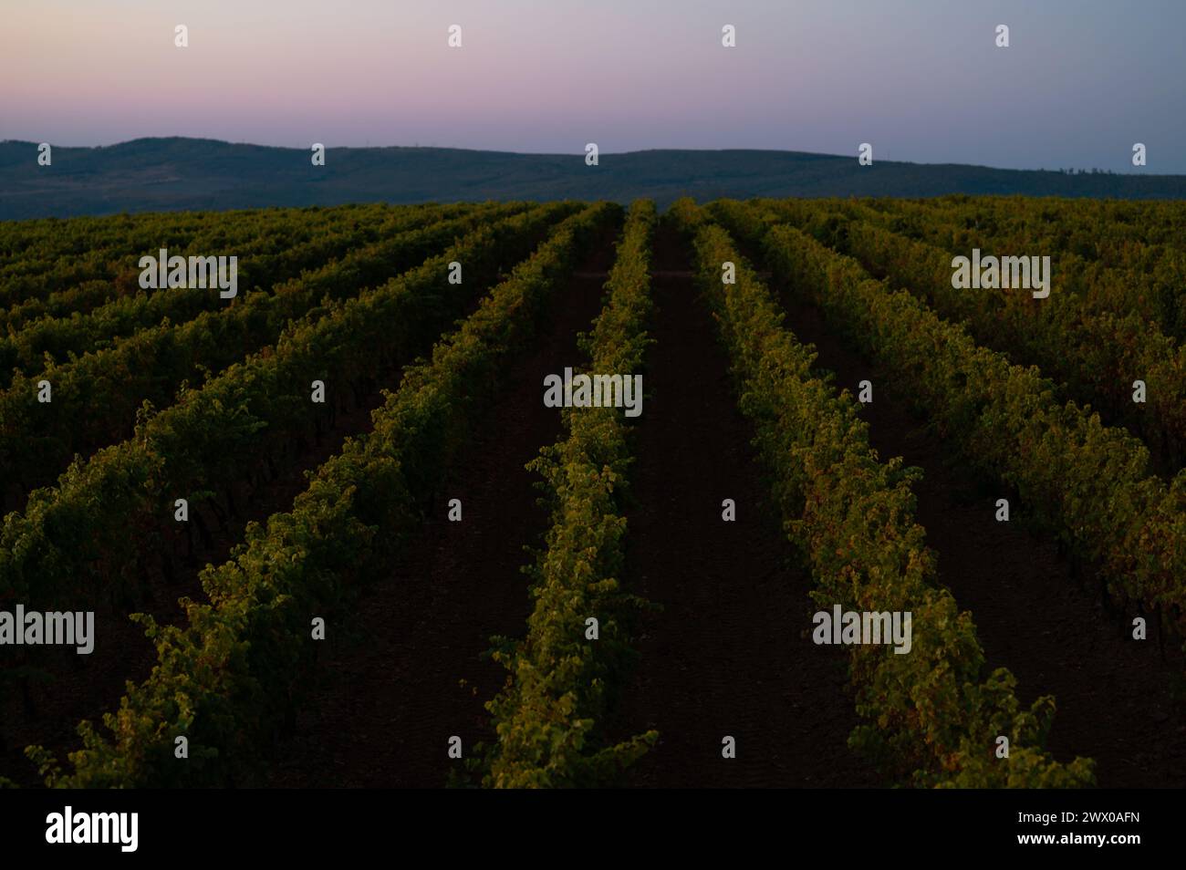 Beautiful sunset landscape with a green vine field in summer ...