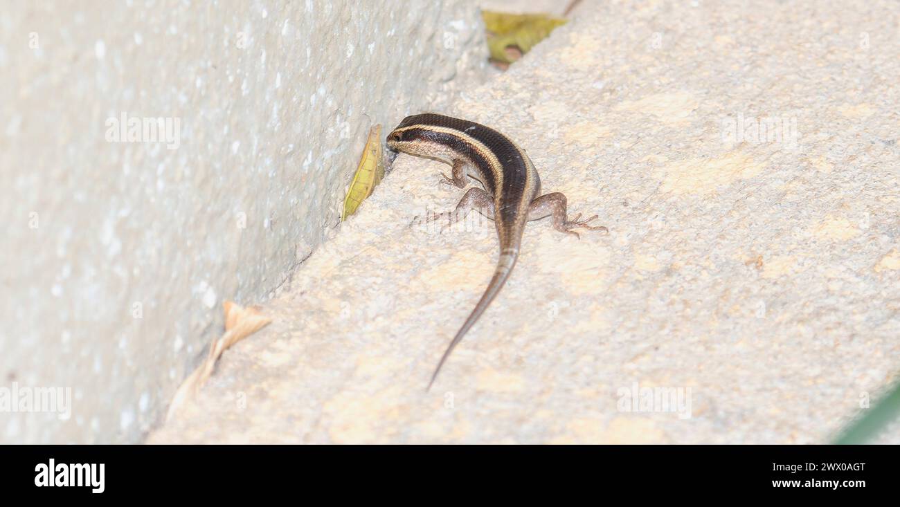 An African Striped Skink Trachylepis striata in South Africa sitting on ...
