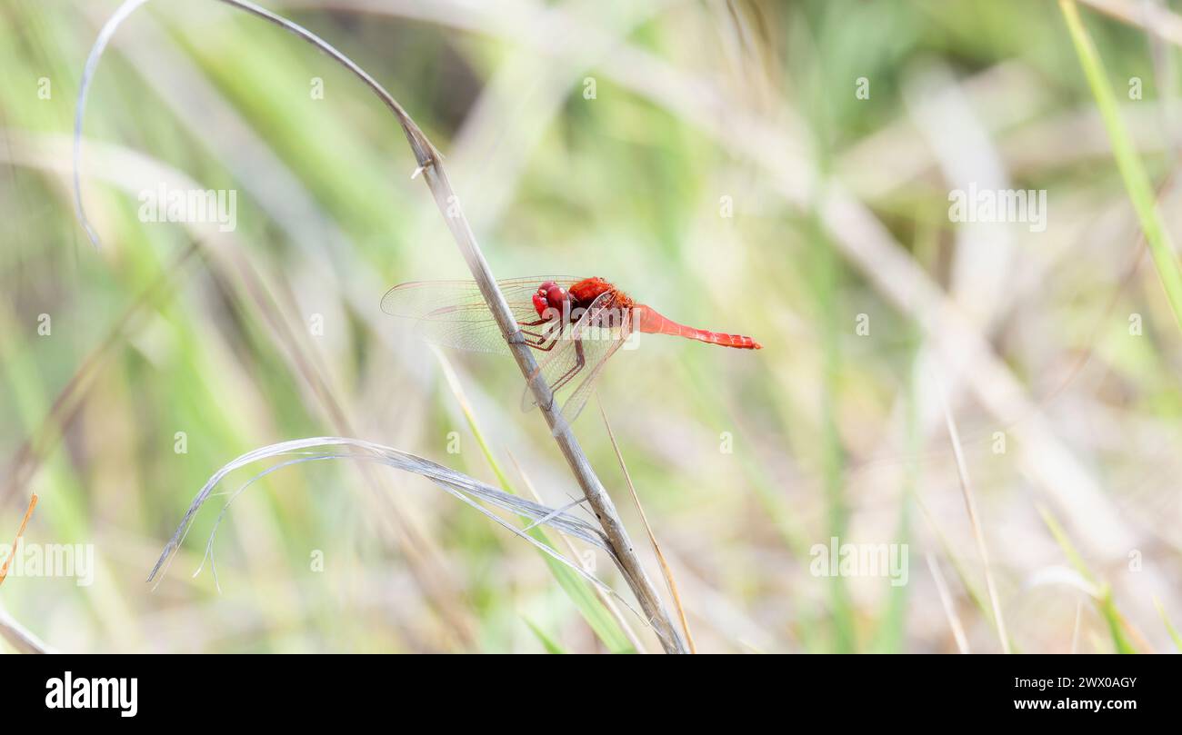 Dragonfly wings movement hi-res stock photography and images - Alamy